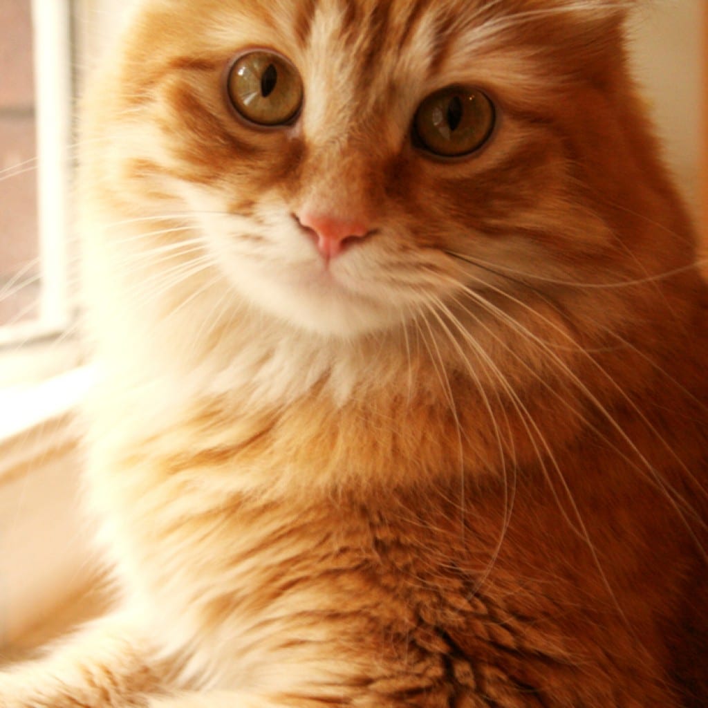 Infographic The Facts About Baby Not Sleeping Babybliss Au